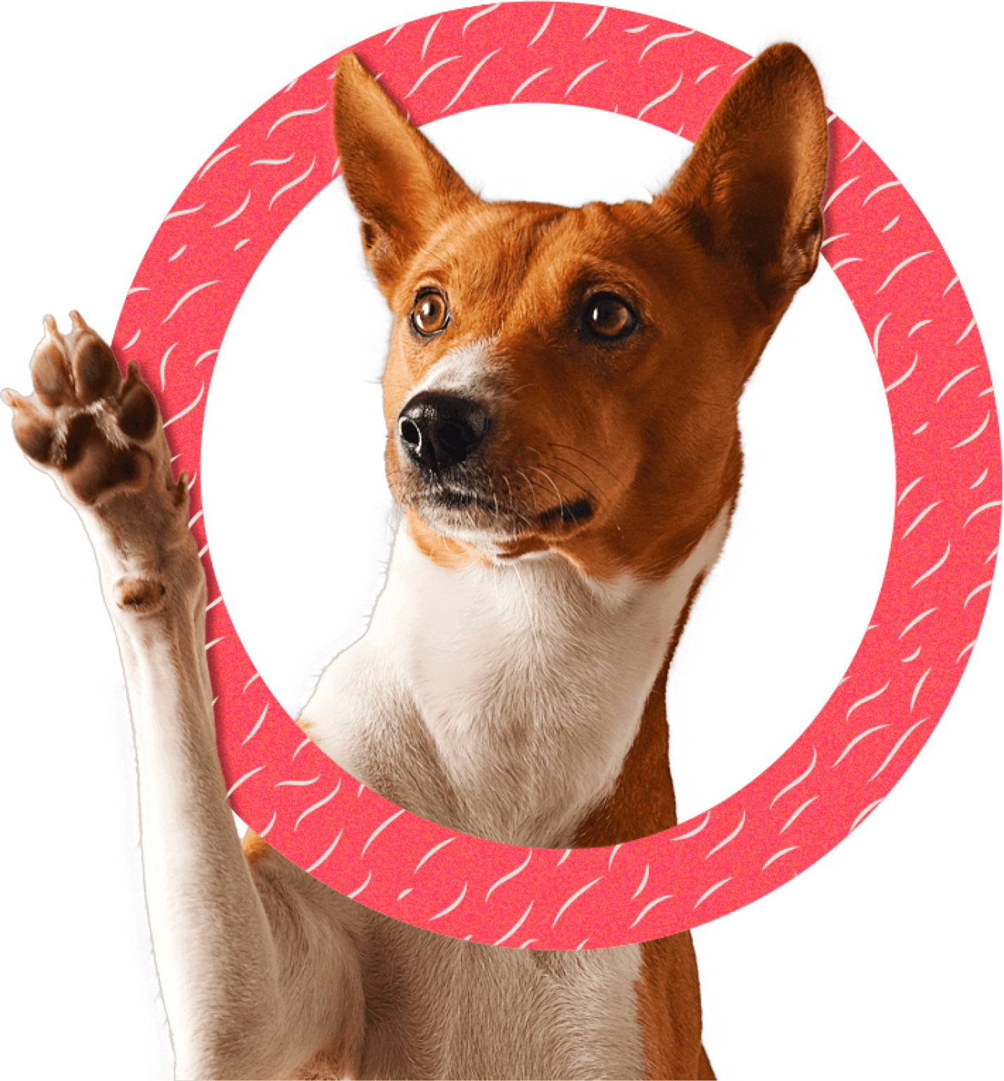 Quem Somos – SOS Animal