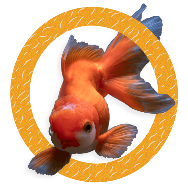 fish-clubesos – SOS Animal