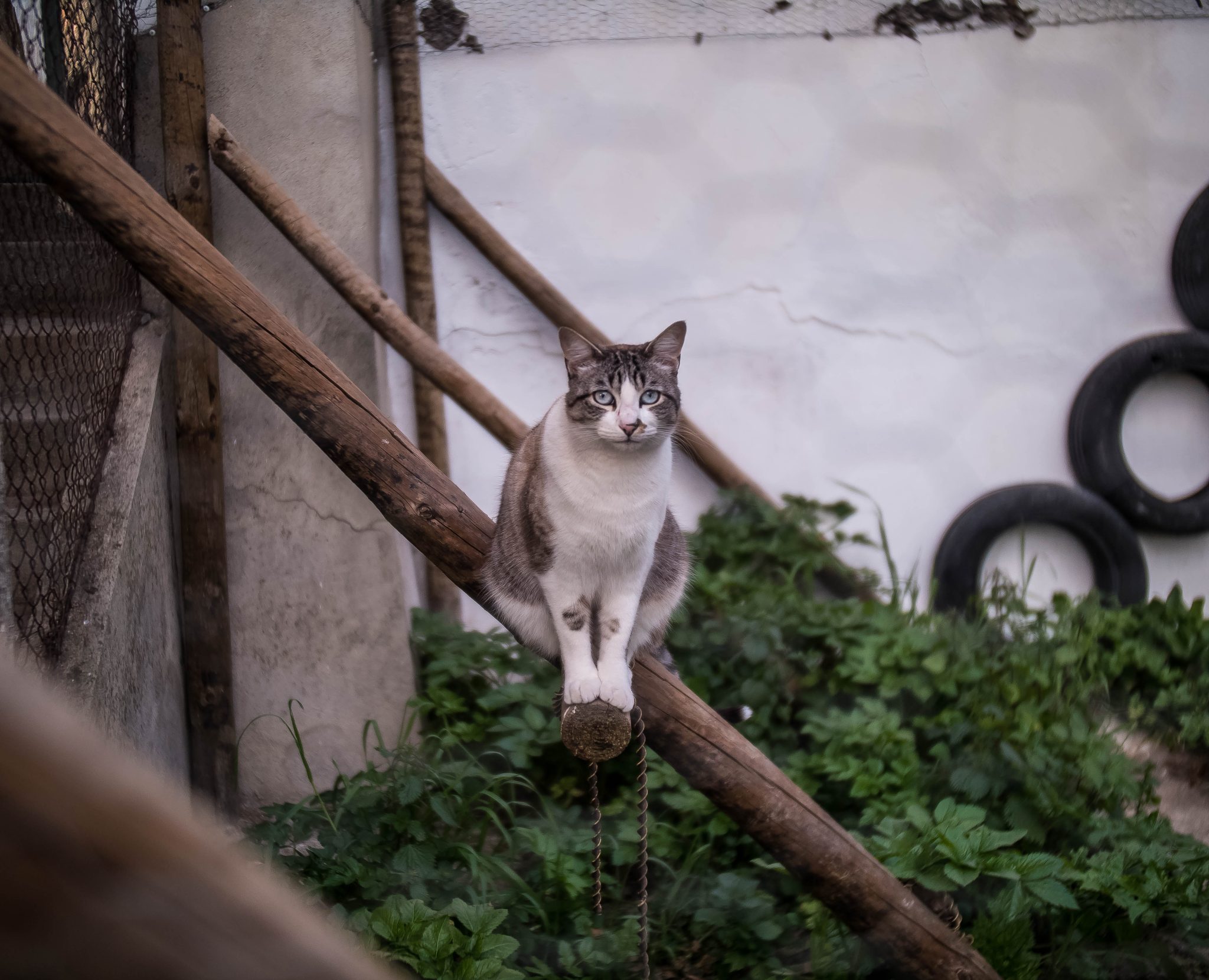 Santuário – SOS Animal