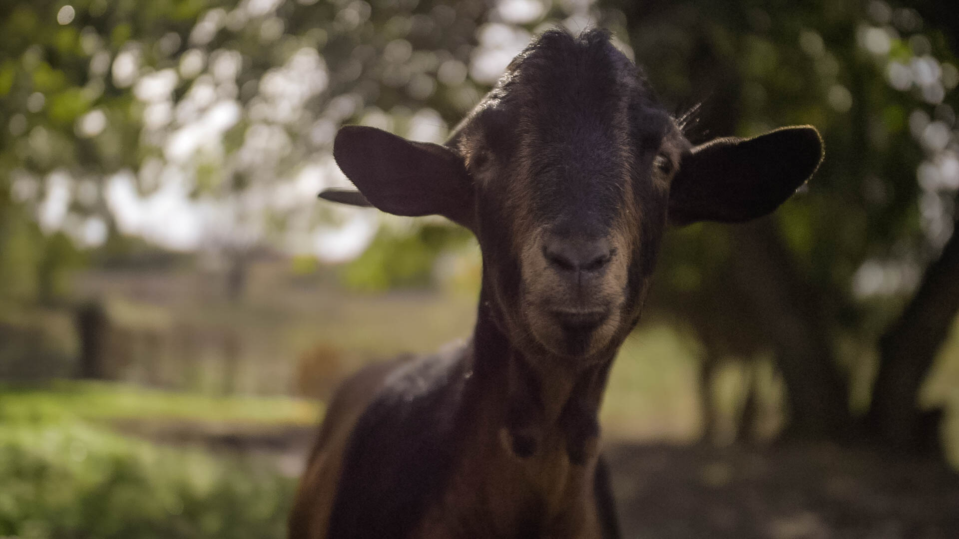 Santuário – SOS Animal