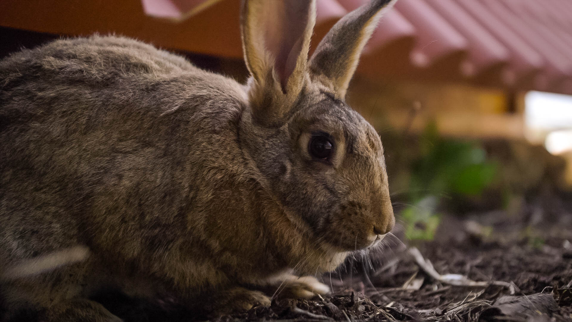 Santuário – SOS Animal