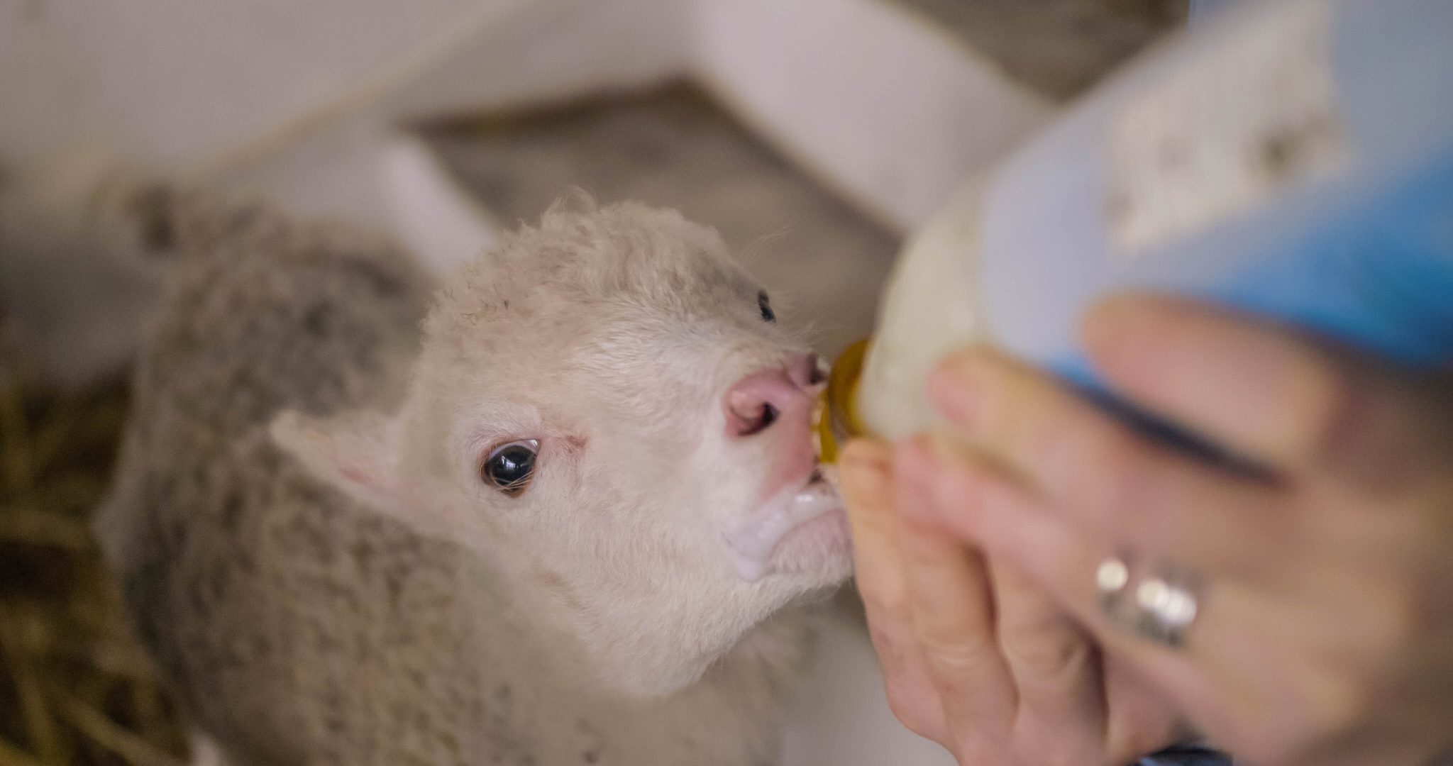 Santuário – SOS Animal