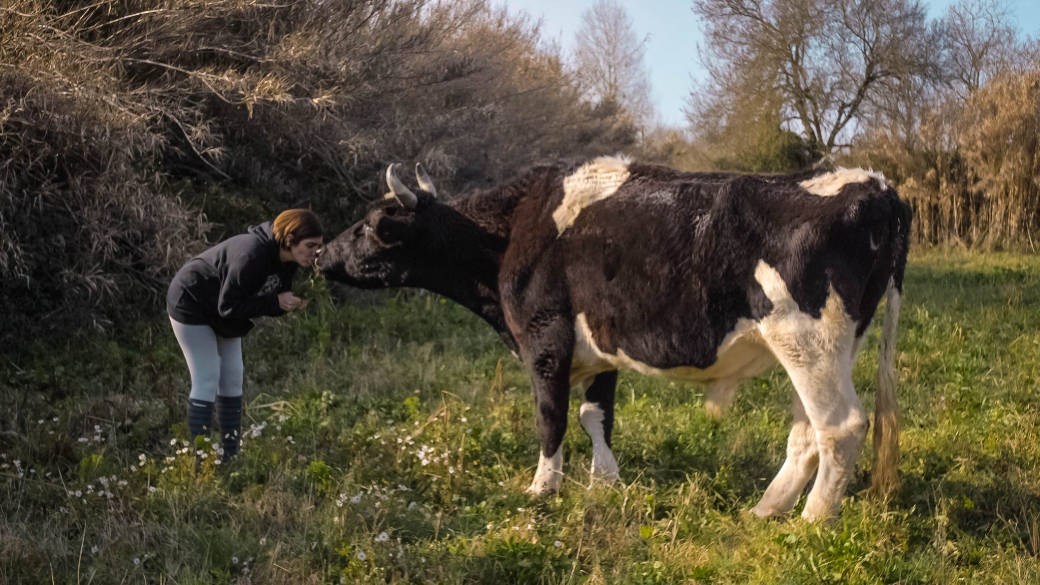 Santuário – SOS Animal