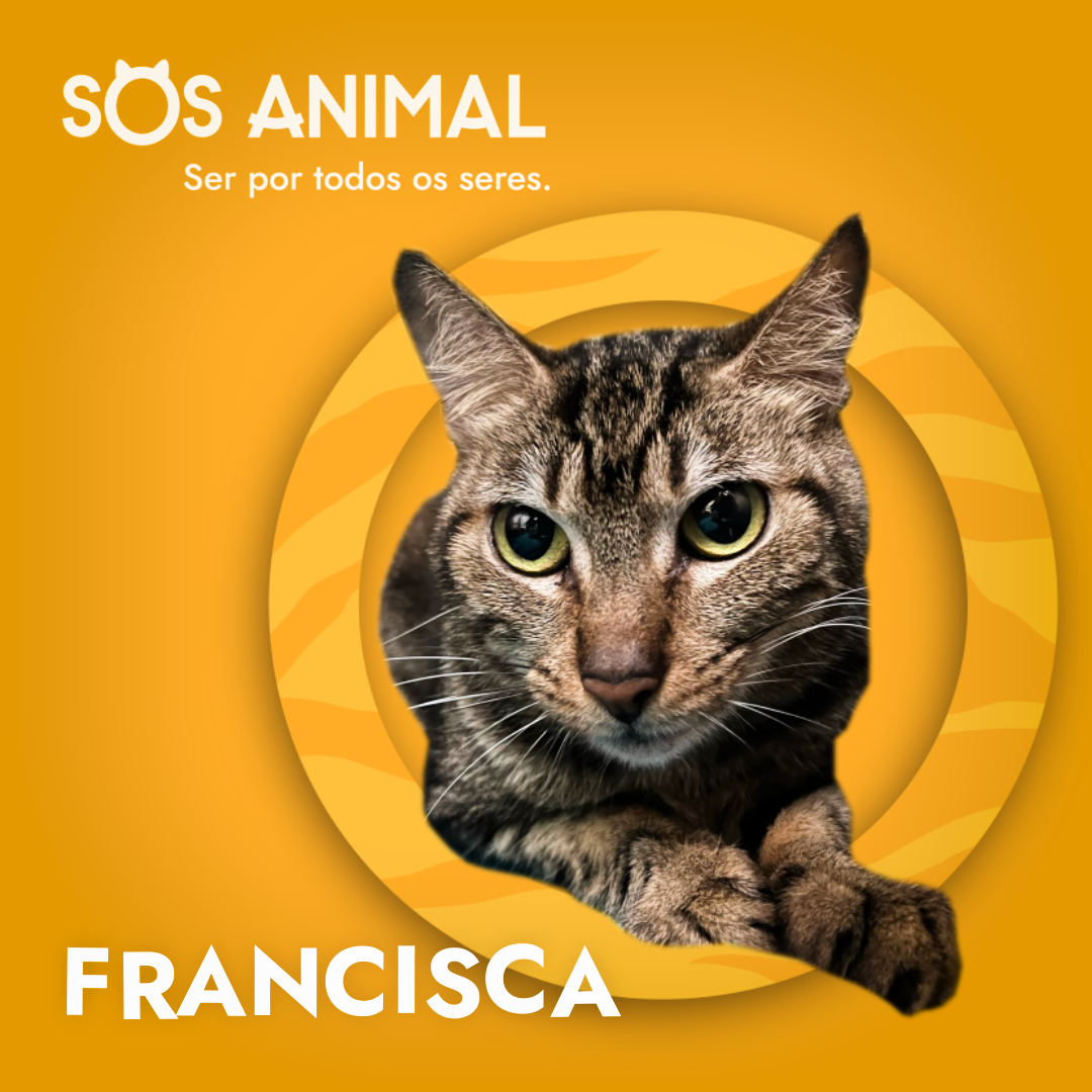 Adotar – SOS Animal
